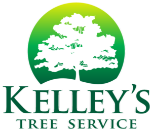 The Ultimate Guide to Tree Removal in Palm Beach County: Costs, Permits ...